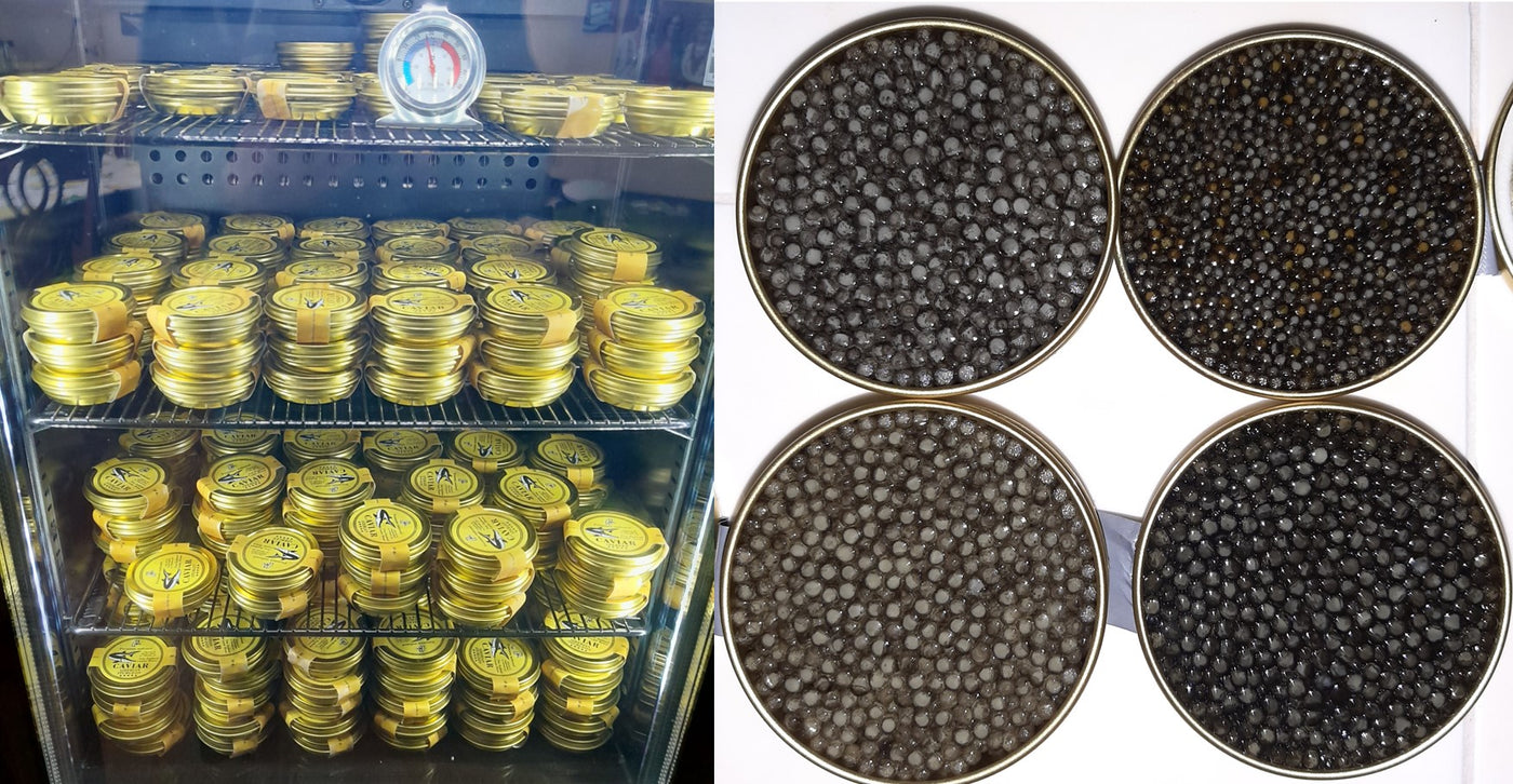 New Zealand Caviar House